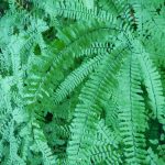 A Guide to Ferns of the Pacific Northwest – IntoCascadia