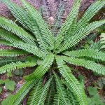 A Guide to Ferns of the Pacific Northwest – IntoCascadia