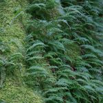 A Guide to Ferns of the Pacific Northwest – IntoCascadia