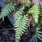 A Guide to Ferns of the Pacific Northwest – IntoCascadia