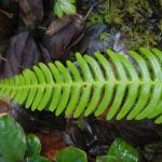 A Guide to Ferns of the Pacific Northwest – IntoCascadia