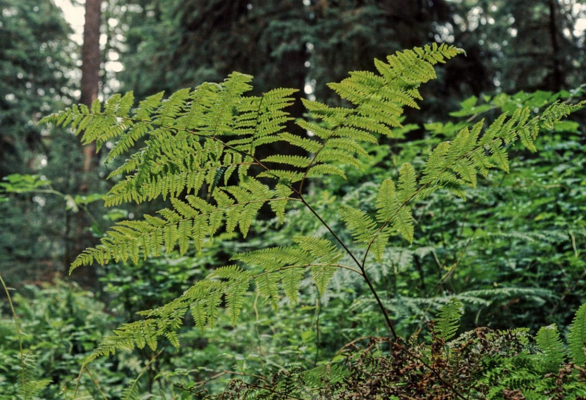 A Guide to Ferns of the Pacific Northwest – IntoCascadia