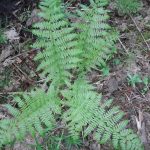 A Guide to Ferns of the Pacific Northwest – IntoCascadia