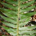A Guide to Ferns of the Pacific Northwest – IntoCascadia
