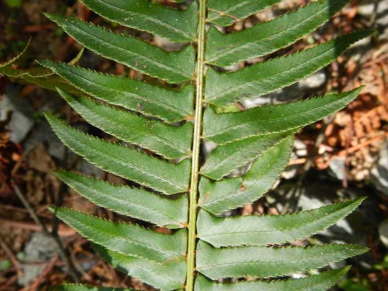 A Guide to Ferns of the Pacific Northwest – IntoCascadia