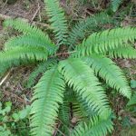 A Guide to Ferns of the Pacific Northwest – IntoCascadia