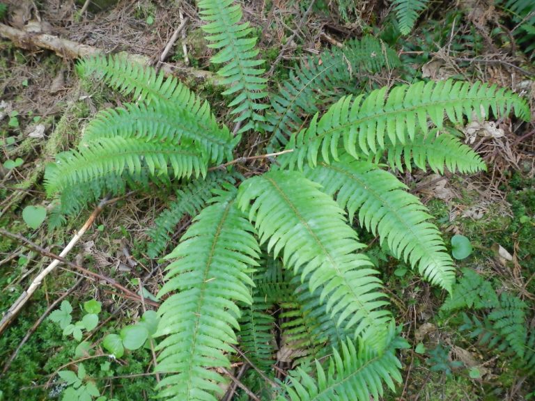 A Guide to Ferns of the Pacific Northwest – IntoCascadia