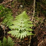 A Guide to Ferns of the Pacific Northwest – IntoCascadia