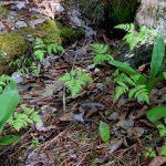 A Guide to Ferns of the Pacific Northwest – IntoCascadia