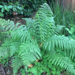 A Guide to Ferns of the Pacific Northwest – IntoCascadia