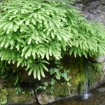 A Guide to Ferns of the Pacific Northwest – IntoCascadia