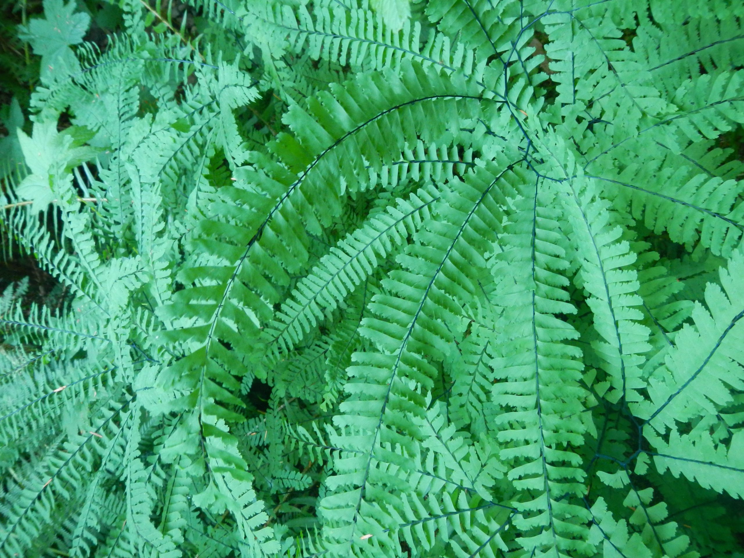 A Guide to Ferns of the Pacific Northwest – IntoCascadia
