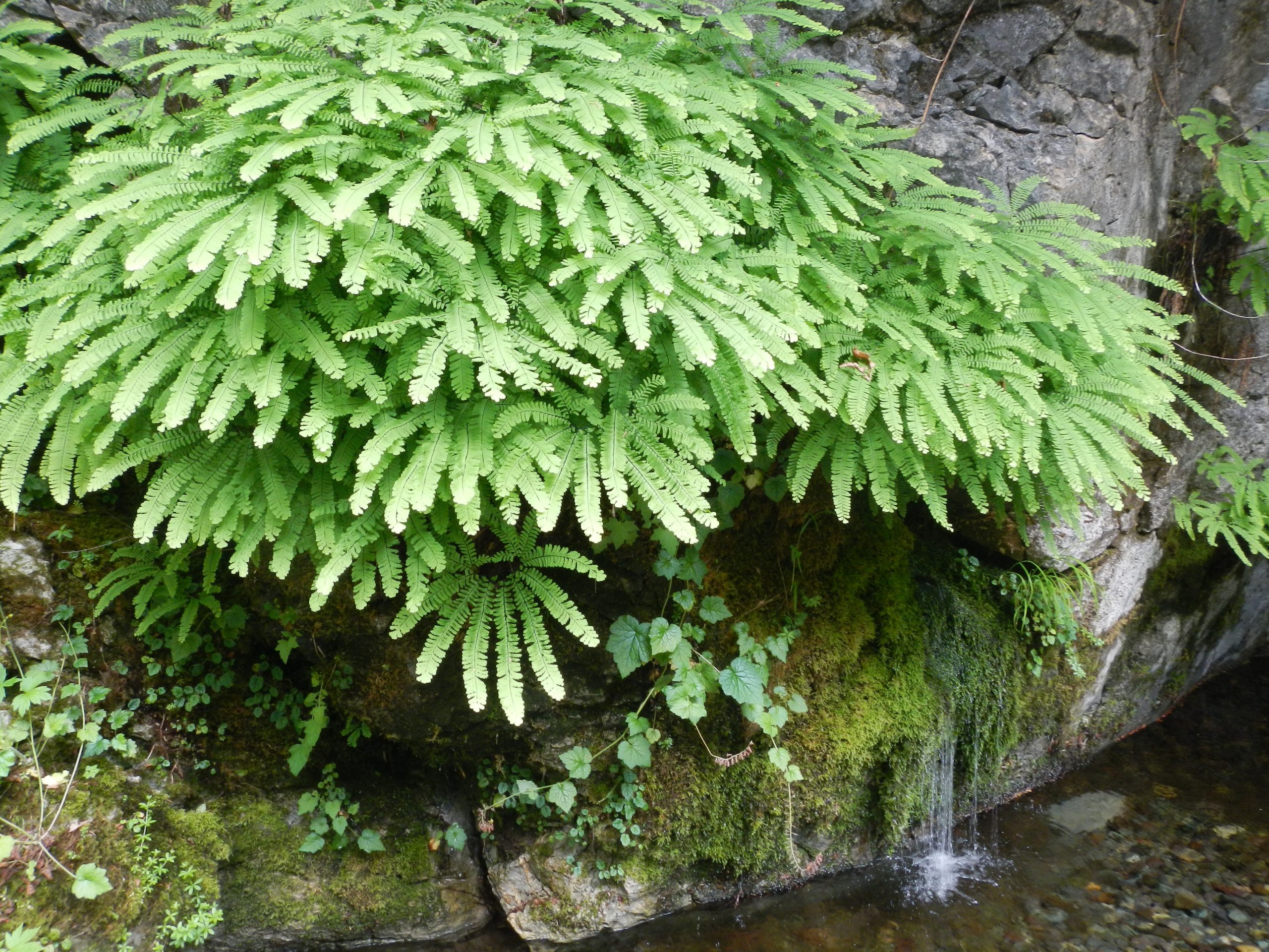 A Guide to Ferns of the Pacific Northwest – IntoCascadia