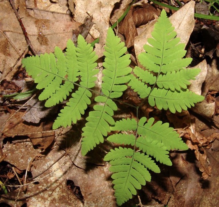 A Guide to Ferns of the Pacific Northwest – IntoCascadia