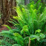A Guide to Ferns of the Pacific Northwest – IntoCascadia