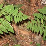 A Guide to Ferns of the Pacific Northwest – IntoCascadia